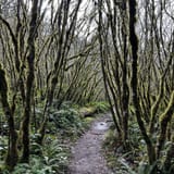 Tradition Lake Loop Trail, Washington - 1,557 Reviews, Map | AllTrails