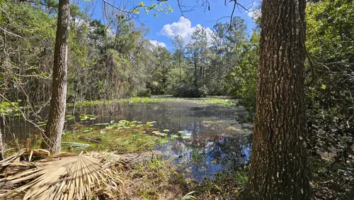 Best Hikes and Trails in Sabal Point Sanctuary | AllTrails