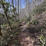 East Fork Trail, South Carolina - 260 Reviews, Map | AllTrails