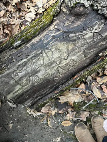 Best Hikes and Trails in Webb Mountain Discovery Zone | AllTrails