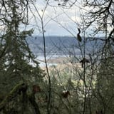 Big Tree Ridge Trail, Washington - 600 Reviews, Map | AllTrails