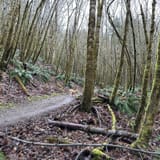 Big Tree Ridge Trail, Washington - 481 Reviews, Map | AllTrails