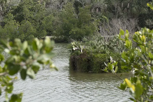 Best Hikes and Trails in Lovers Key State Park | AllTrails