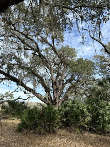 Best Hikes and Trails in Disney Wilderness Preserve | AllTrails