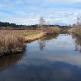 Mercer Slough Nature Park, Washington - 1,018 Reviews, Map | AllTrails