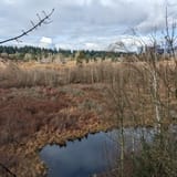 Mercer Slough Nature Park, Washington - 1,018 Reviews, Map | AllTrails