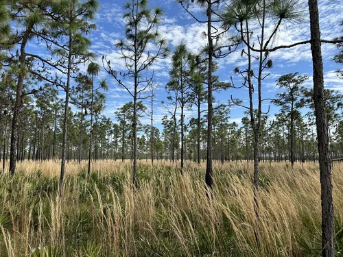 Best Hikes and Trails in Disney Wilderness Preserve | AllTrails