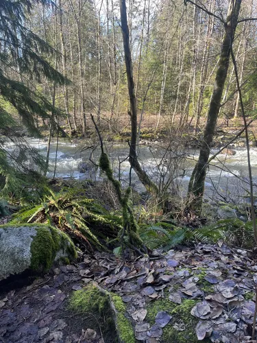 Best Hikes and Trails in Coquitlam River Park | AllTrails