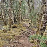 Mount Pillinger Arm River Loop Track, Tasmania, Australia - 19 Reviews ...