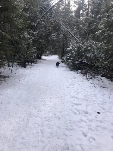 Best Lake Trails in Cranbrook Community Forest Recreation Site | AllTrails