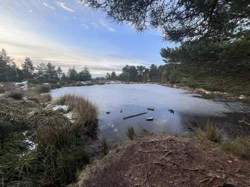 Best Forest Trails in Alness | AllTrails