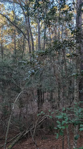 Best Hikes and Trails in Historic Blakeley State Park | AllTrails