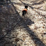 Georgetown-Rowley State Forest Loop Trail, Massachusetts - 704 Reviews ...