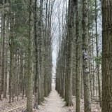 Plateau Trail, Ohio - 3,239 Reviews, Map | AllTrails