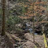 Cat Gap Loop Trail, North Carolina - 731 Reviews, Map | AllTrails