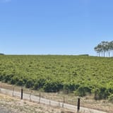 Shiraz Trail, South Australia, Australia - 107 Reviews, Map | AllTrails