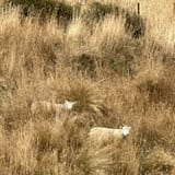 Rapaki Track, Canterbury, New Zealand - 510 Reviews, Map | AllTrails