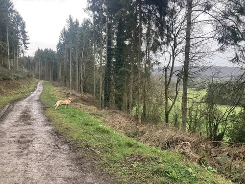 Best Hikes and Trails in Credenhill Park Wood | AllTrails