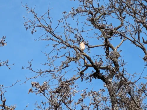 Best Hikes and Trails in Agoura Park | AllTrails