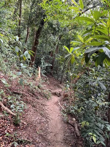 Best Hikes and Trails in Bukit Beruang Forest Reserve | AllTrails