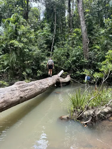 Best Waterfall Trails in Girringun National Park | AllTrails