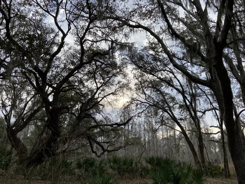 Best Forest Trails in Lower Green Swamp Nature Preserve | AllTrails