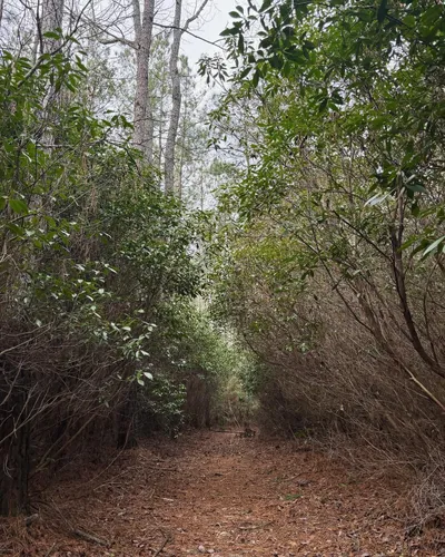 Best Hikes and Trails in Pocomoke State Forest | AllTrails