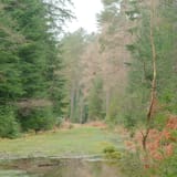 Brockenhurst and the Tall Trees Trail Circular, Hampshire, England ...