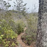 Babel Tower Trail (240), North Carolina - 998 Reviews, Map | AllTrails