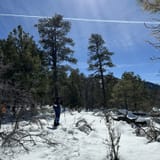 Bill Williams Mountain Trail, Arizona - 547 Reviews, Map | AllTrails