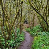 Tradition Lake Loop Trail, Washington - 1,578 Reviews, Map | AllTrails
