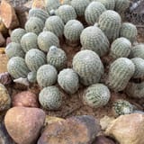 Lost Pines Trail, Texas - 683 Reviews, Map | AllTrails
