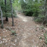 Lost Pines Trail, Texas - 683 Reviews, Map | AllTrails