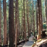 Sasamat Lake Loop Trail - Woodhaven Trail - Woodhaven Swamp Loop Trail ...