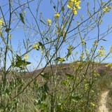 Bane Canyon Short Loop Trail, California - 805 Reviews, Map | AllTrails