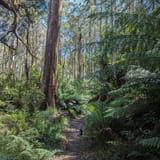Tanglefoot Short Loop, Victoria, Australia - 334 Reviews, Map | AllTrails