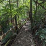 Tanglefoot Short Loop, Victoria, Australia - 334 Reviews, Map | AllTrails