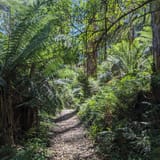Tanglefoot Short Loop, Victoria, Australia - 334 Reviews, Map | AllTrails