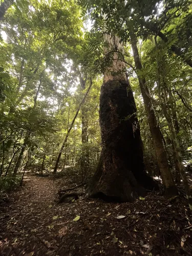 Best Hikes and Trails in Ravensbourne National Park | AllTrails