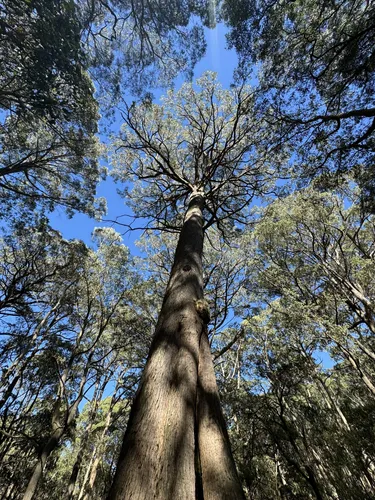 Best Hikes and Trails in Mount Cole State Forest | AllTrails