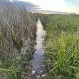 Lincoln Wetlands Walk, Canterbury, New Zealand - 13 Reviews, Map ...