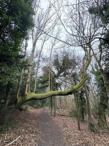 Best Hikes and Trails in Chipstead Downs SSSI | AllTrails