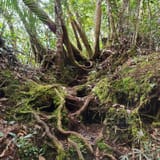 Gunung Rajah via KKB, Selangor, Malaysia - 74 Reviews, Map | AllTrails