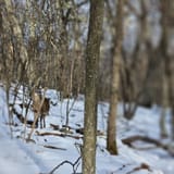 Overall Run Falls via Tuscarora-Overall Run Trail, Virginia - 1,021 ...