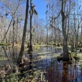 Joyce WMA Swamp Walk Nature Trail, Louisiana - 57 Reviews, Map | AllTrails