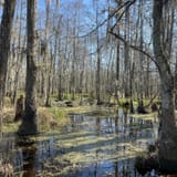Joyce WMA Swamp Walk Nature Trail, Louisiana - 57 Reviews, Map | AllTrails