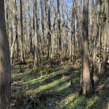 Joyce WMA Swamp Walk Nature Trail, Louisiana - 57 Reviews, Map | AllTrails