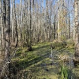 Joyce WMA Swamp Walk Nature Trail, Louisiana - 57 Reviews, Map | AllTrails