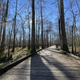 Joyce WMA Swamp Walk Nature Trail, Louisiana - 57 Reviews, Map | AllTrails