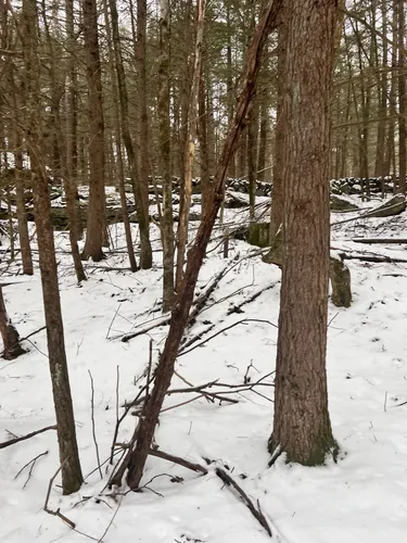 Best Hikes and Trails in Fox State Forest | AllTrails